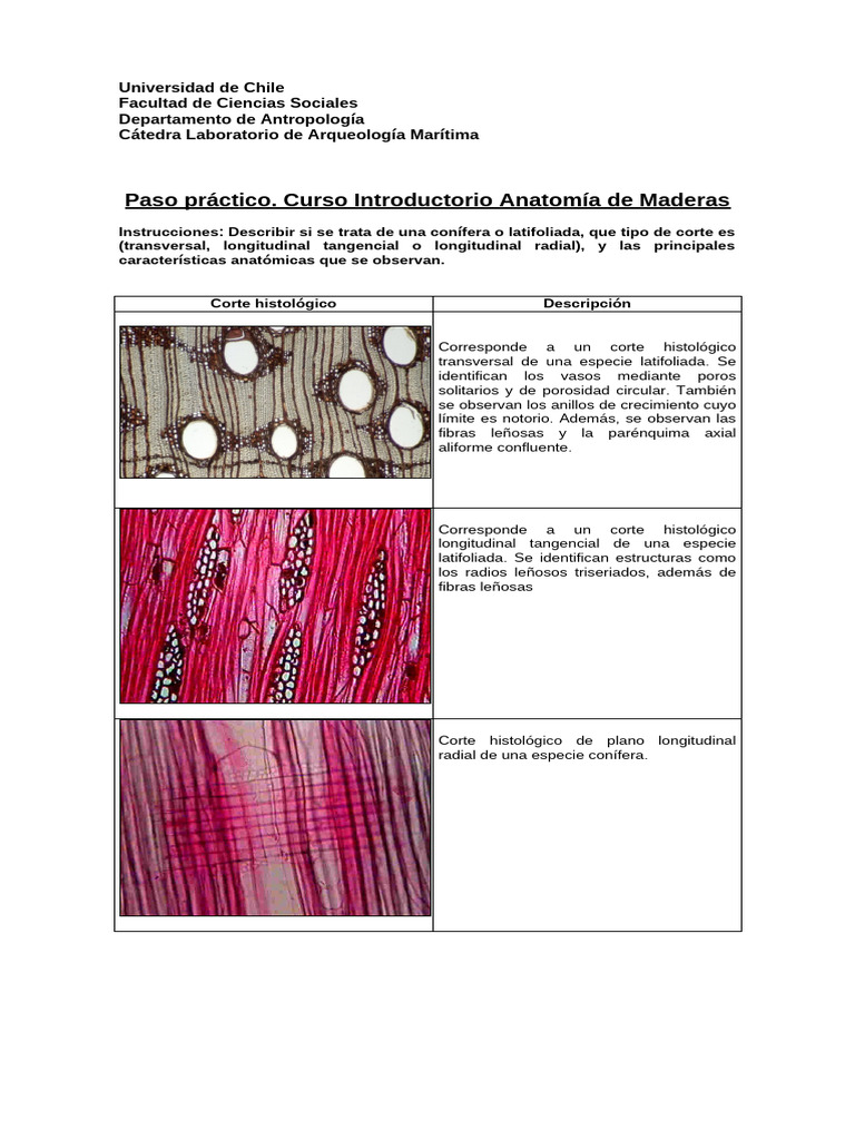 Paso PR Ctico. Clase Introducci N Anatom A Maderas | PDF