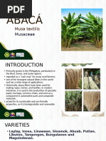 Abaca Fiber | PDF | Materials | Textiles