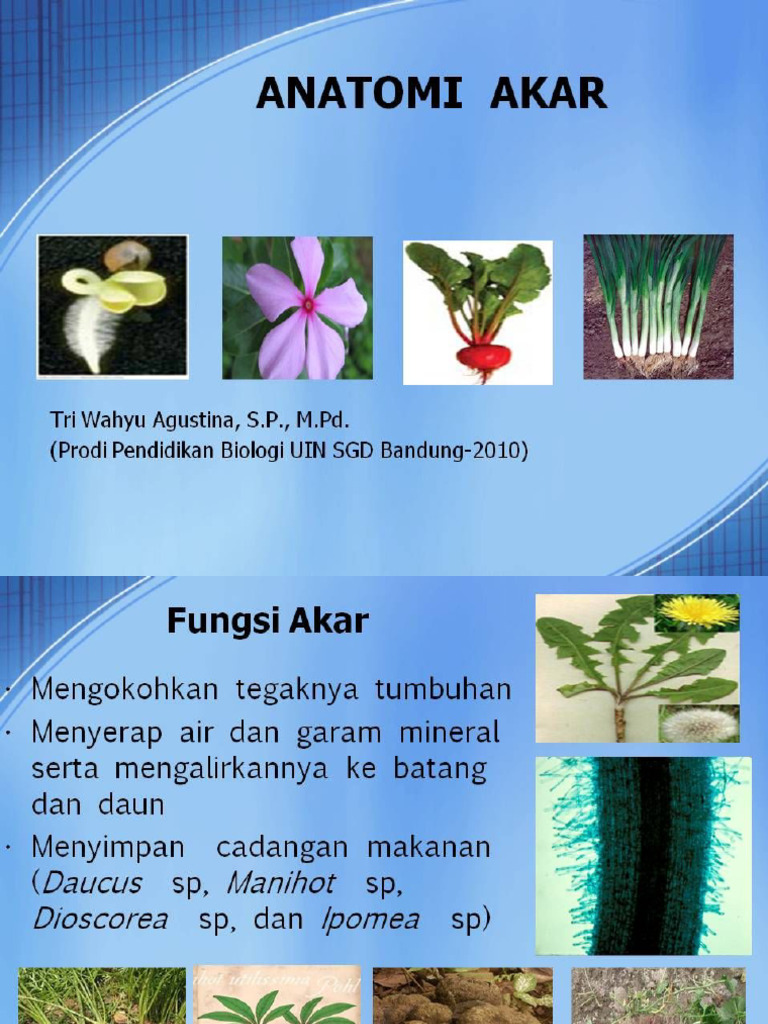 File1-ANATOMI AKAR | PDF