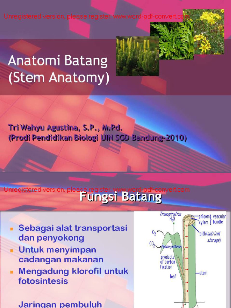 File1-Anatomi Batang | PDF