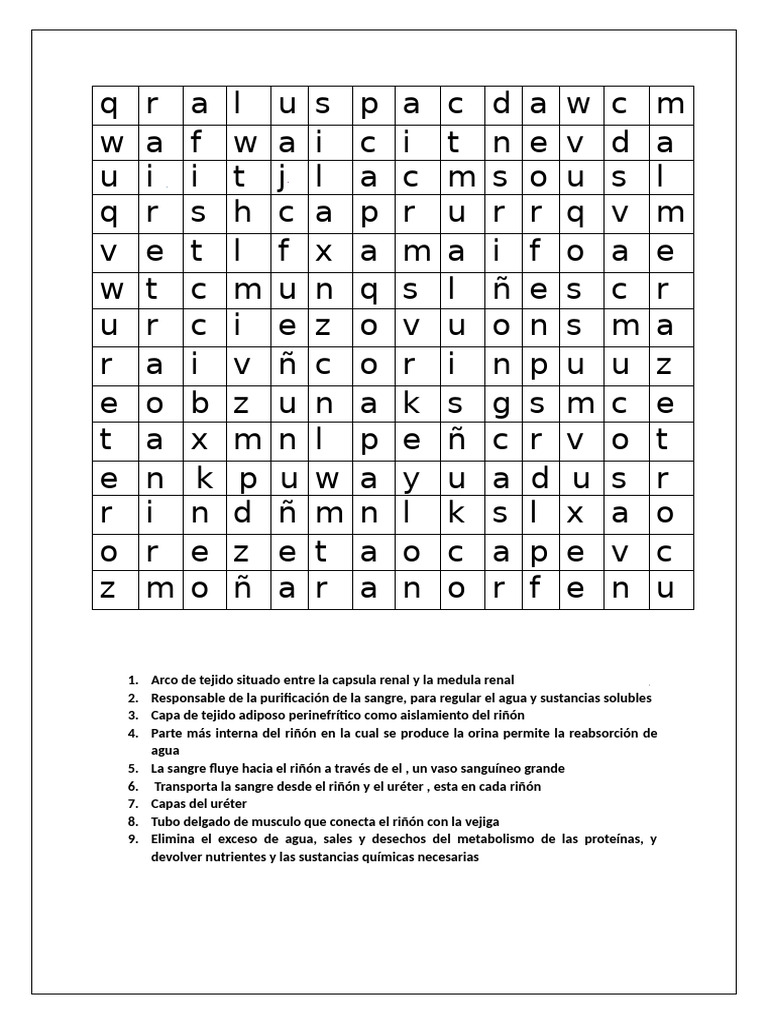 Sopa de Letras Del Sistema Urinario | PDF
