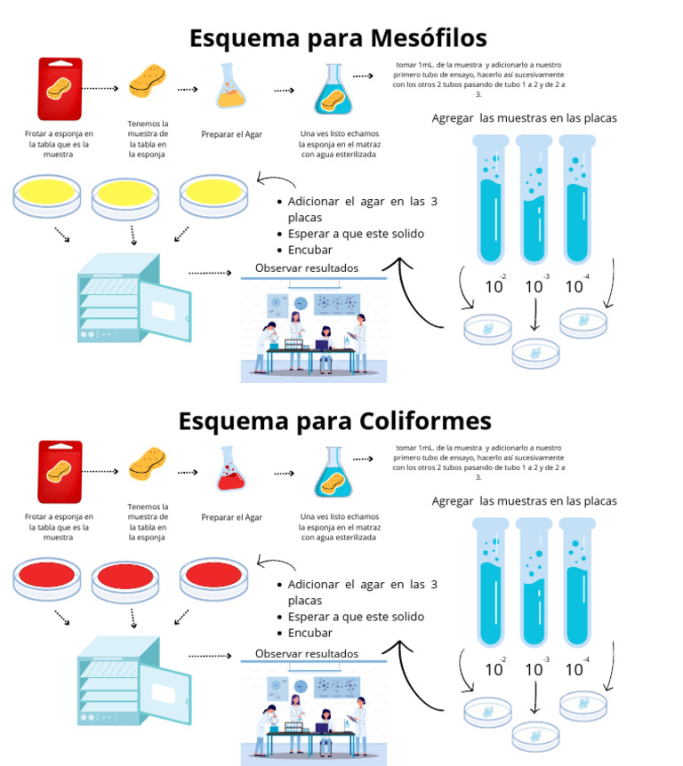 Esquema para Mesófilos | PDF