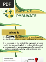 Fates of Pyruvate Explained | PDF