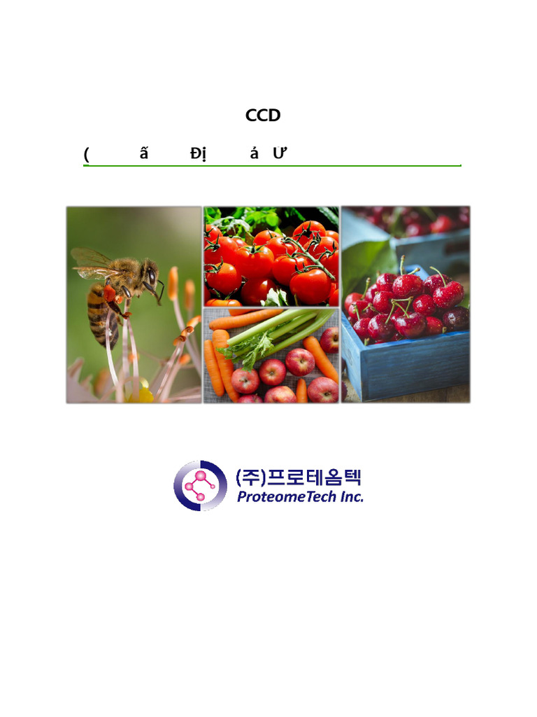 CCD VN | PDF