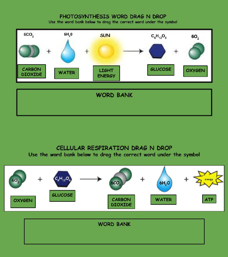Photosynthesis and Respiration Drag N Drop | PDF