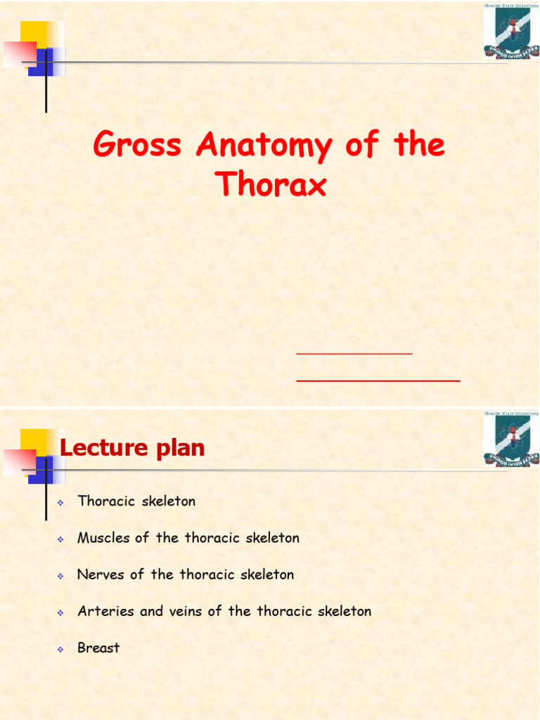 Thorax | PDF | Heart Valve | Coronary Circulation