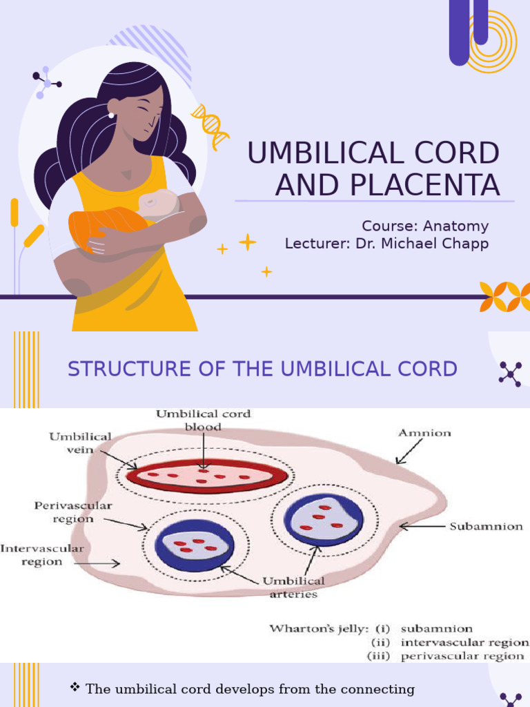 Umbilical Cord and Placenta 2.0 | PDF | Placenta | Uterus