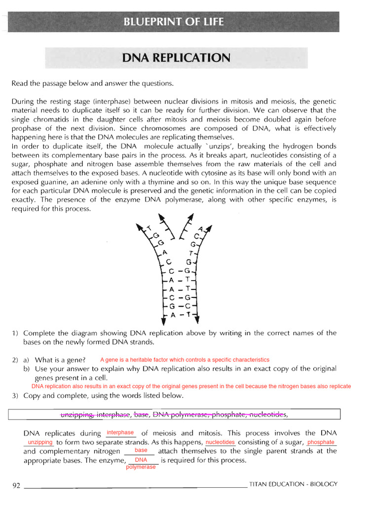 12.DNA Replication WS | PDF | Dna | Dna Replication