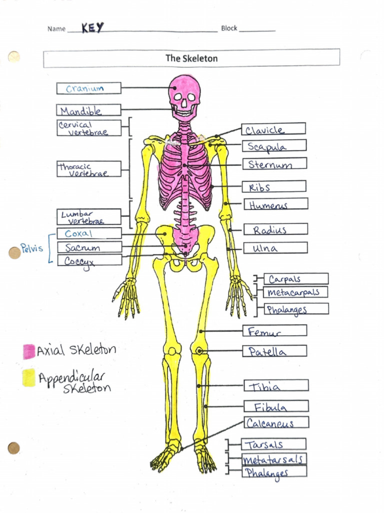 Skeletal Diagram KEY | PDF