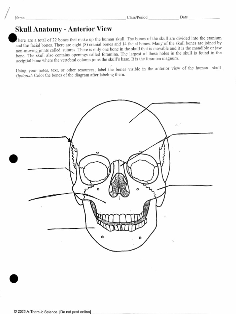 Skull Diagrams-1 | PDF