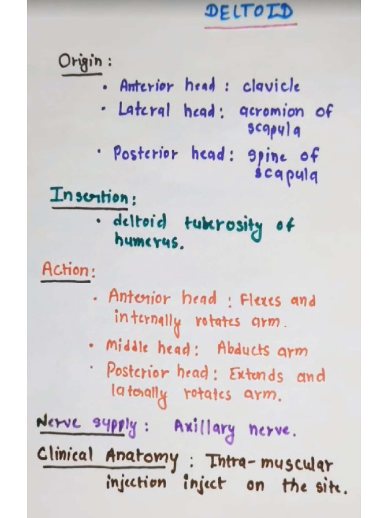 Deltoid muscle | PDF