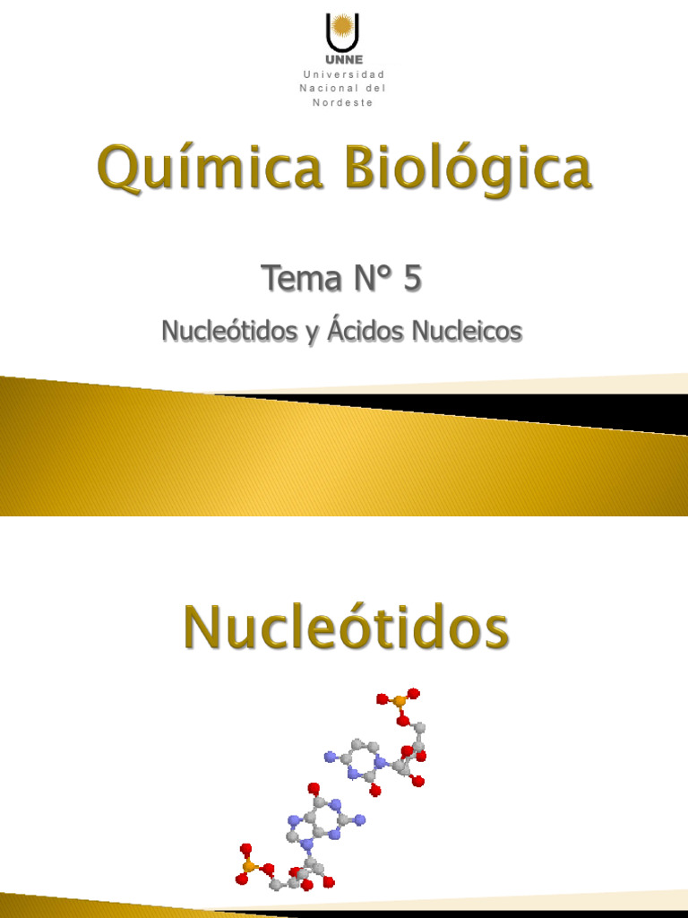 Tema #5. Nucleótidos y Ácidos Nucleicos | PDF | Rna | Adn