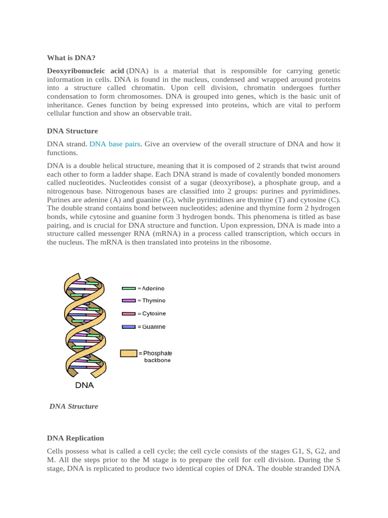 Understanding Dna Structure And Function Pdf Dna Dna Replication