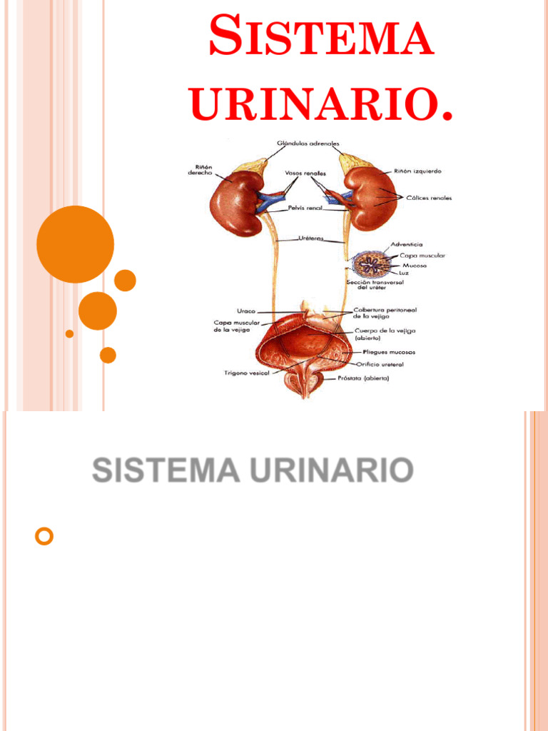 Sistema Urinario | PDF | Riñón | Sistema urinario