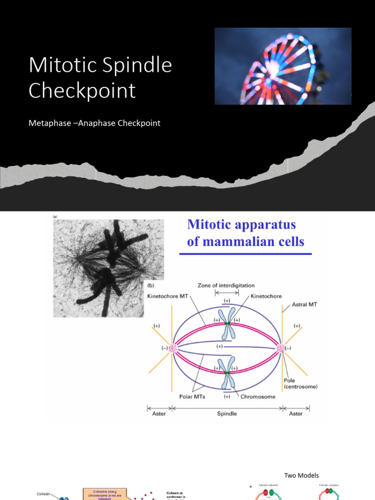 Mitotic Spindle Checkpoint-1 | PDF