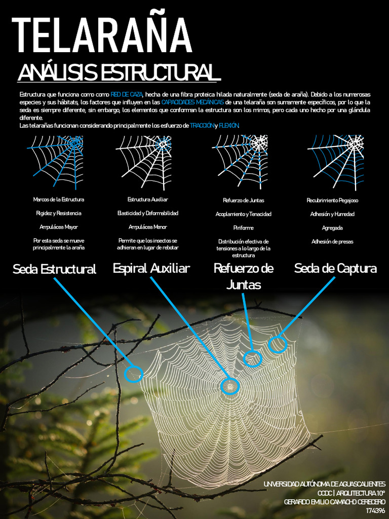 Estructura y Función de la Telaraña | PDF
