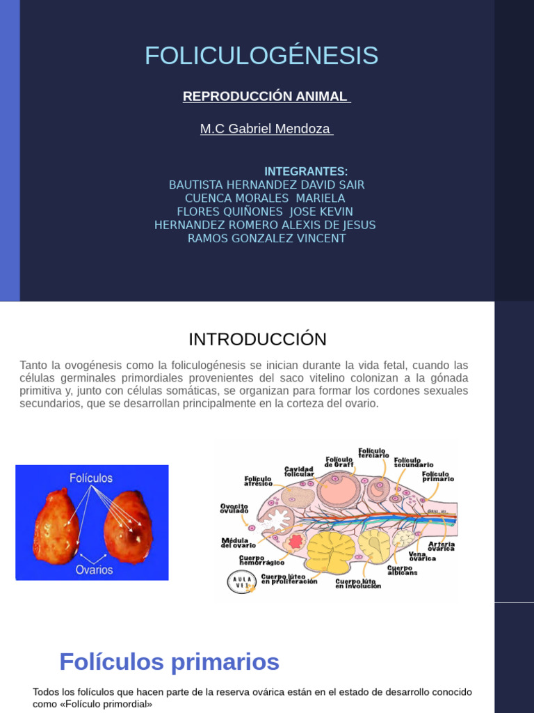 Foliculogénesis | PDF