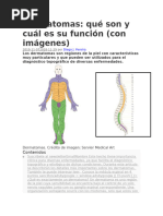 Dermatomas y Miotomas | PDF | Nervio | Sistema musculoesquelético
