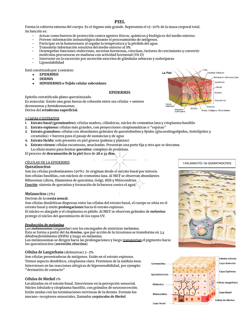 piel | PDF | Epidermis | Piel