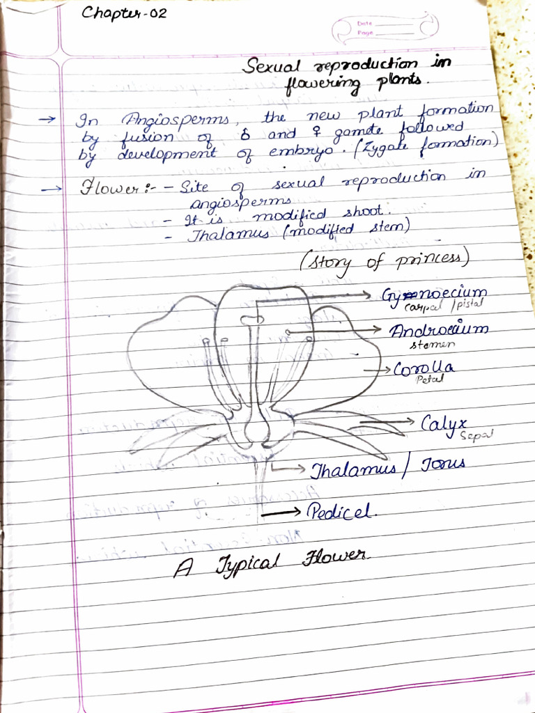 Sexual Reproduction in Flowering Plants Notes | PDF