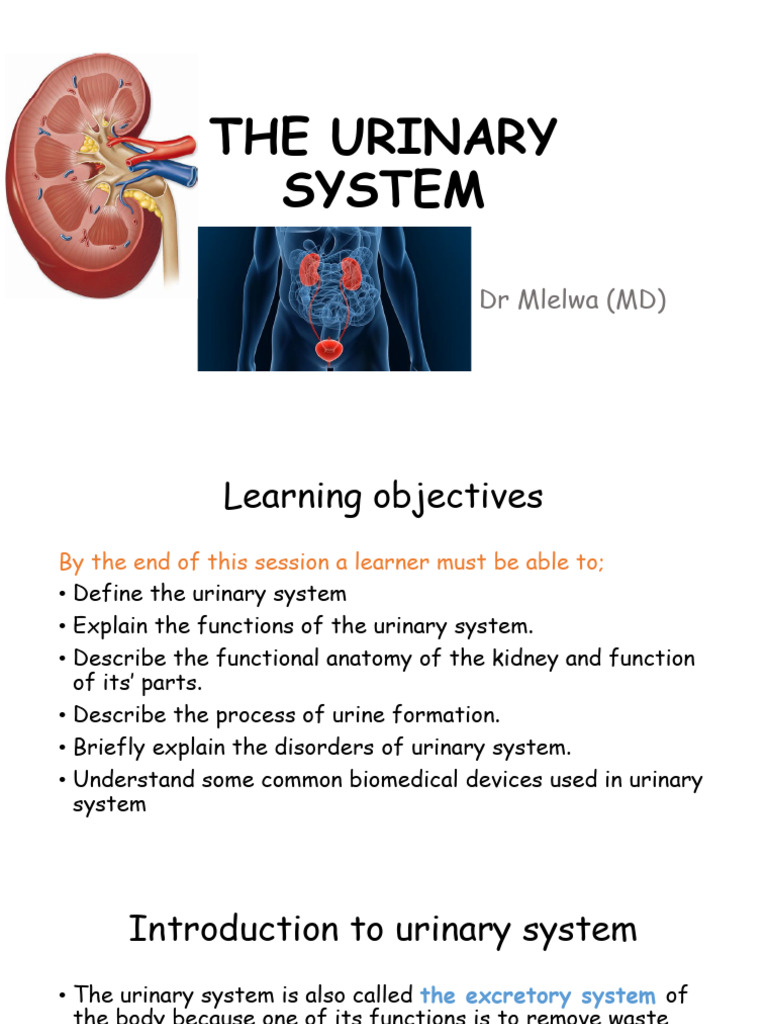 10.the Urinary System | PDF | Kidney | Urinary System