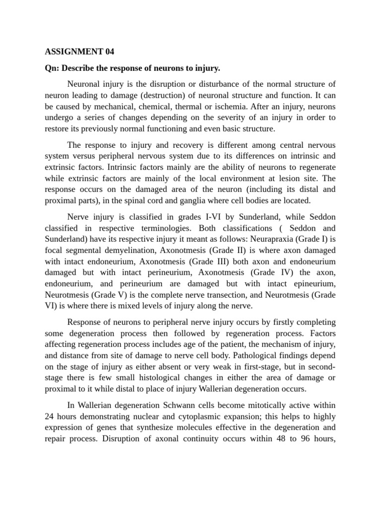 ANATOMY 04 | PDF | Axon | Nerve