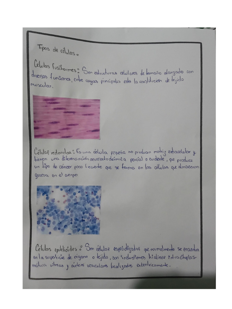 Actividad de Pato | PDF