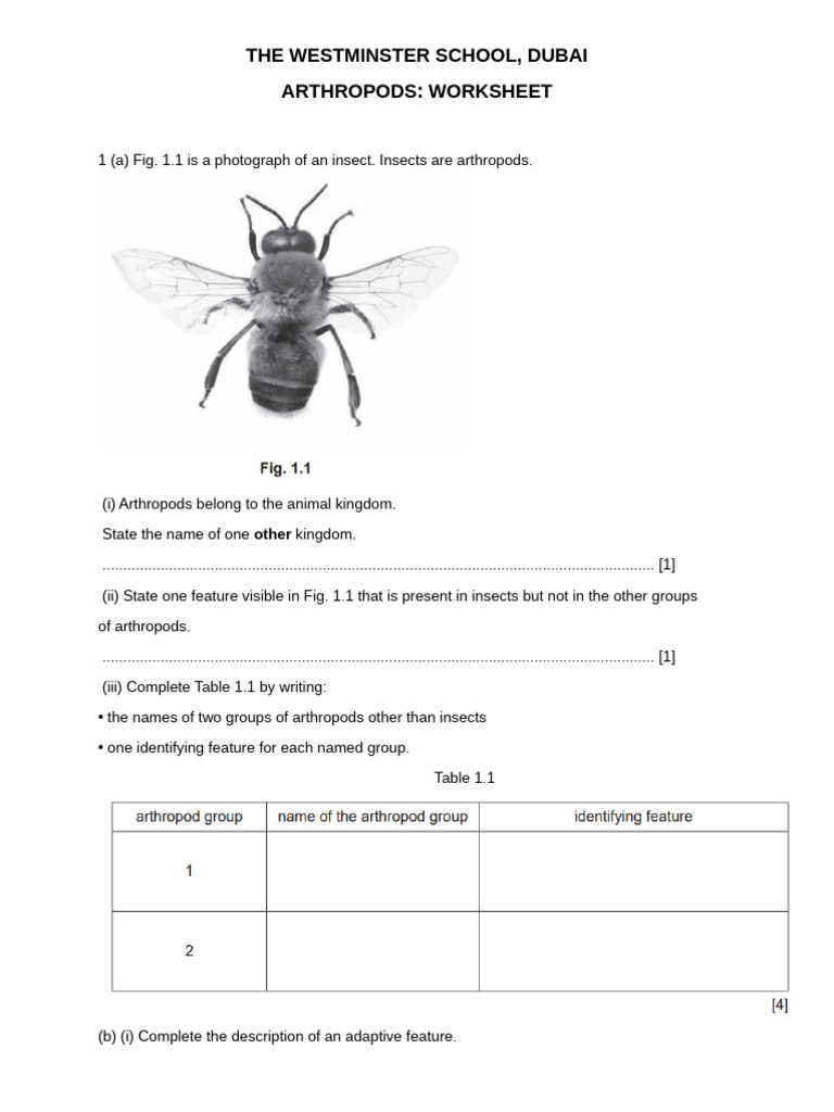 Arthropods Worksheet: Insects & Features | PDF | Arthropods