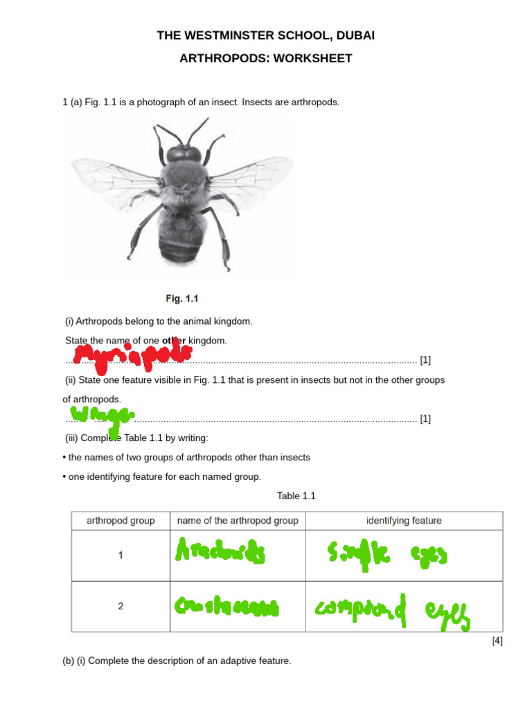 Arthropod Study Worksheet | PDF | Arthropods