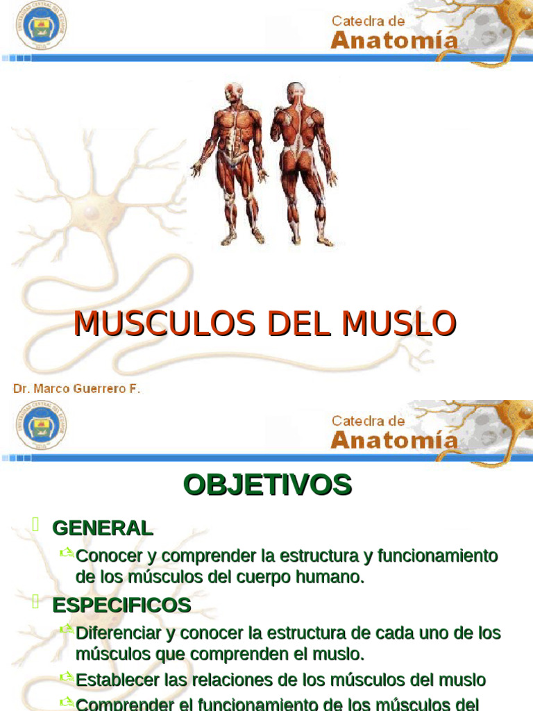 Músculos del Muslo: Estructura y Función | PDF | Tejido suave | Cadera