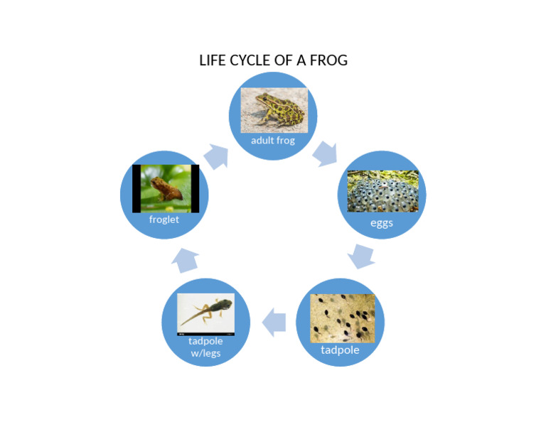 Life Cycle of Frog | PDF