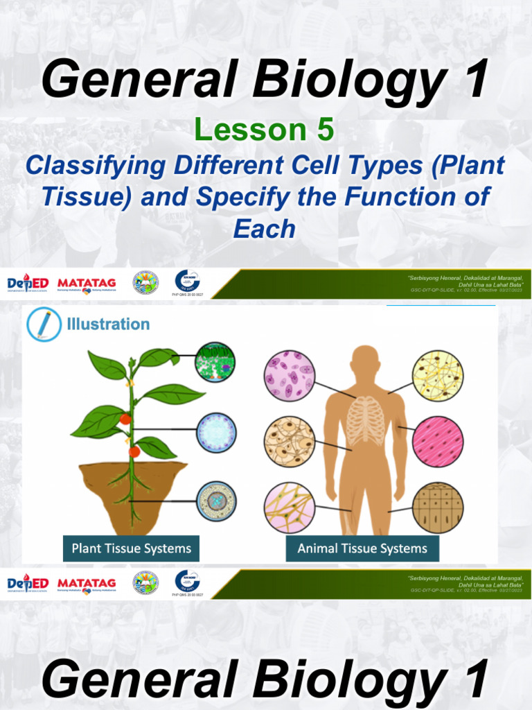 Plant-Cell-Types | PDF | Tissue (Biology) | Anatomy