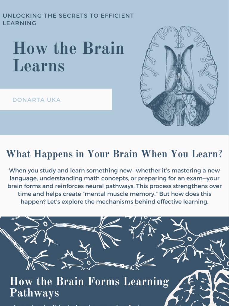 How the Brain Learns | PDF | Learning | Brain