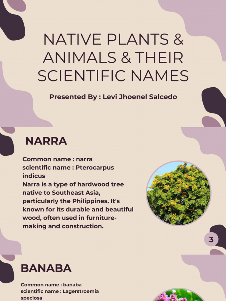 Power-point-ni-Levi 20240430 161006 0000 | PDF