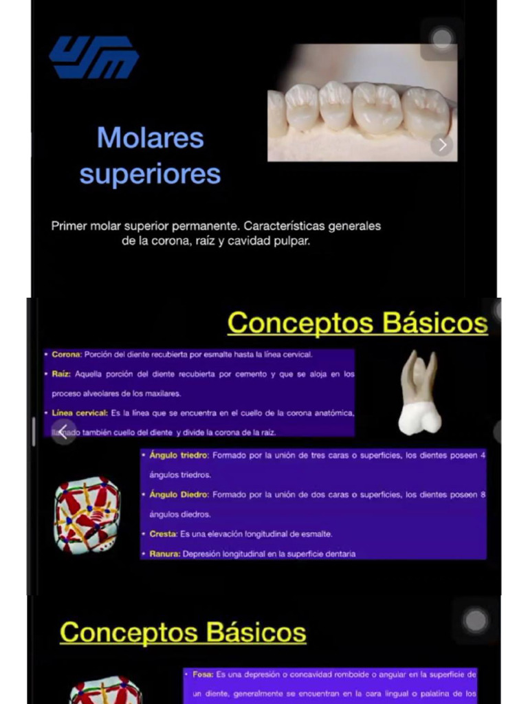 Anatomía Dentaria 7. | PDF