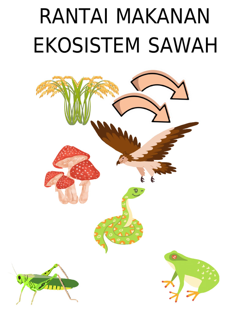 Rantai Makanan Ekosistem Swah 2 | PDF