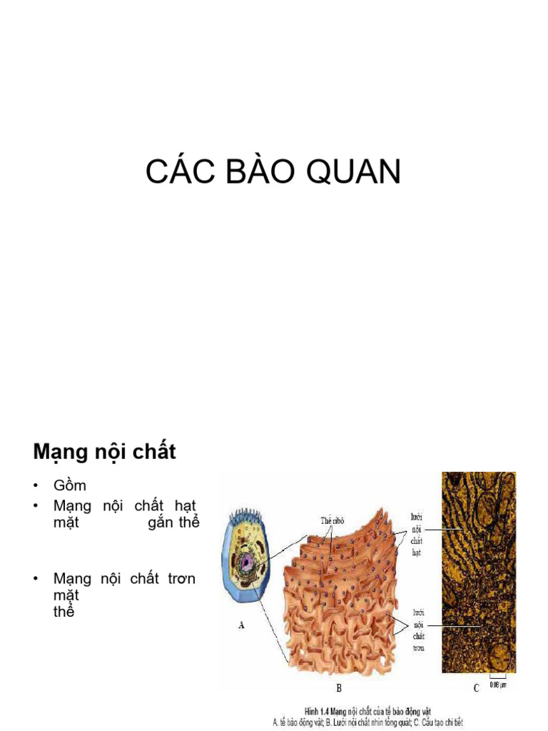 Bào quan-RHM | PDF
