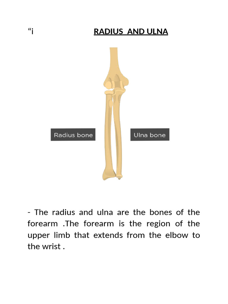 i RADIUS AND ULNA | PDF | Anatomical Terms Of Motion | Foot