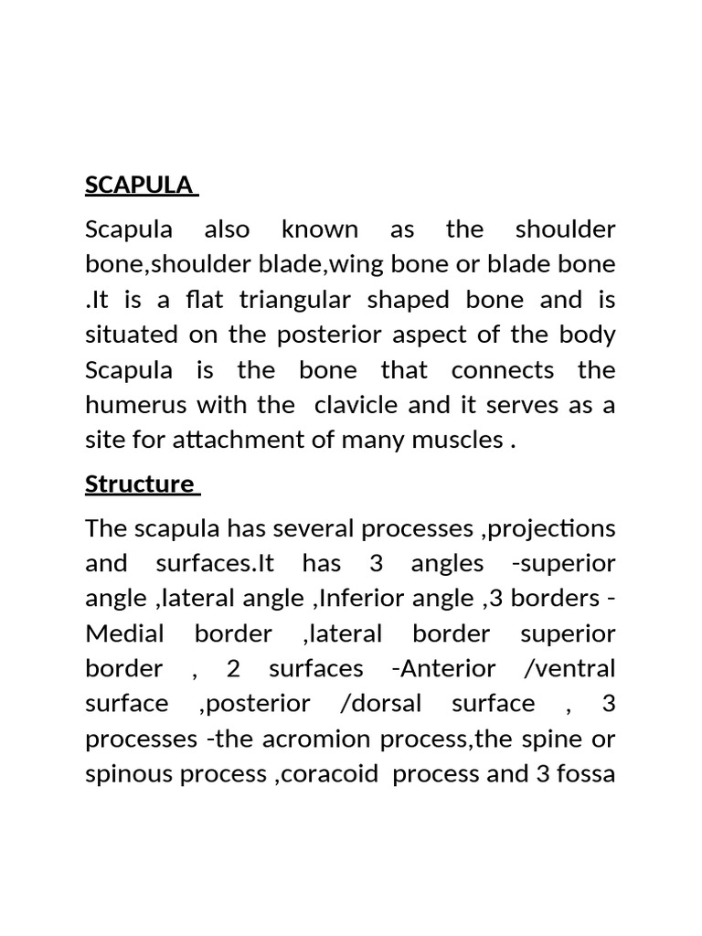 scapula (AutoRecovered) | PDF | Brainstem | Cerebellum