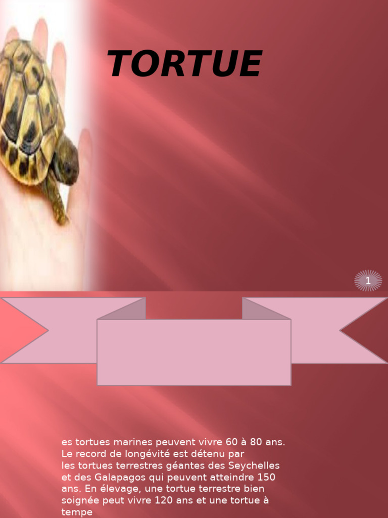 Tortue | PDF