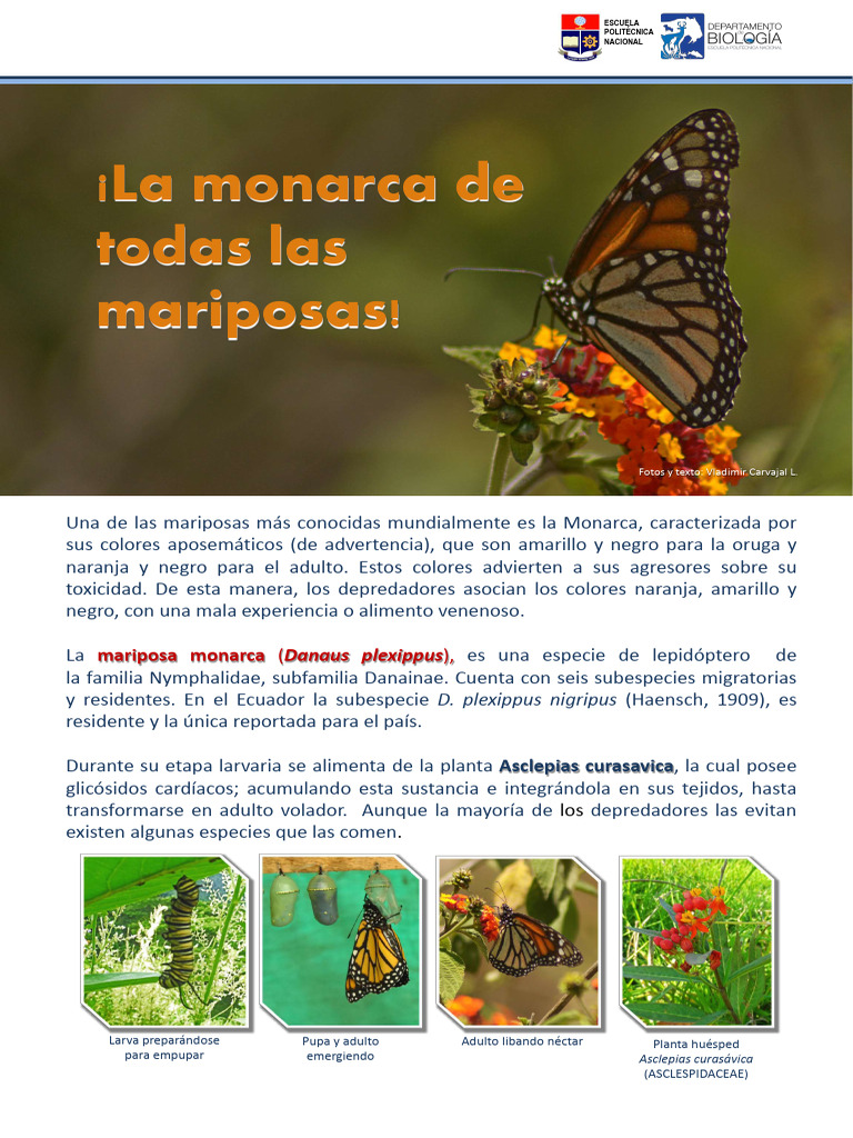 Mariposa Monarca | PDF | Lepidópteros | Insectos