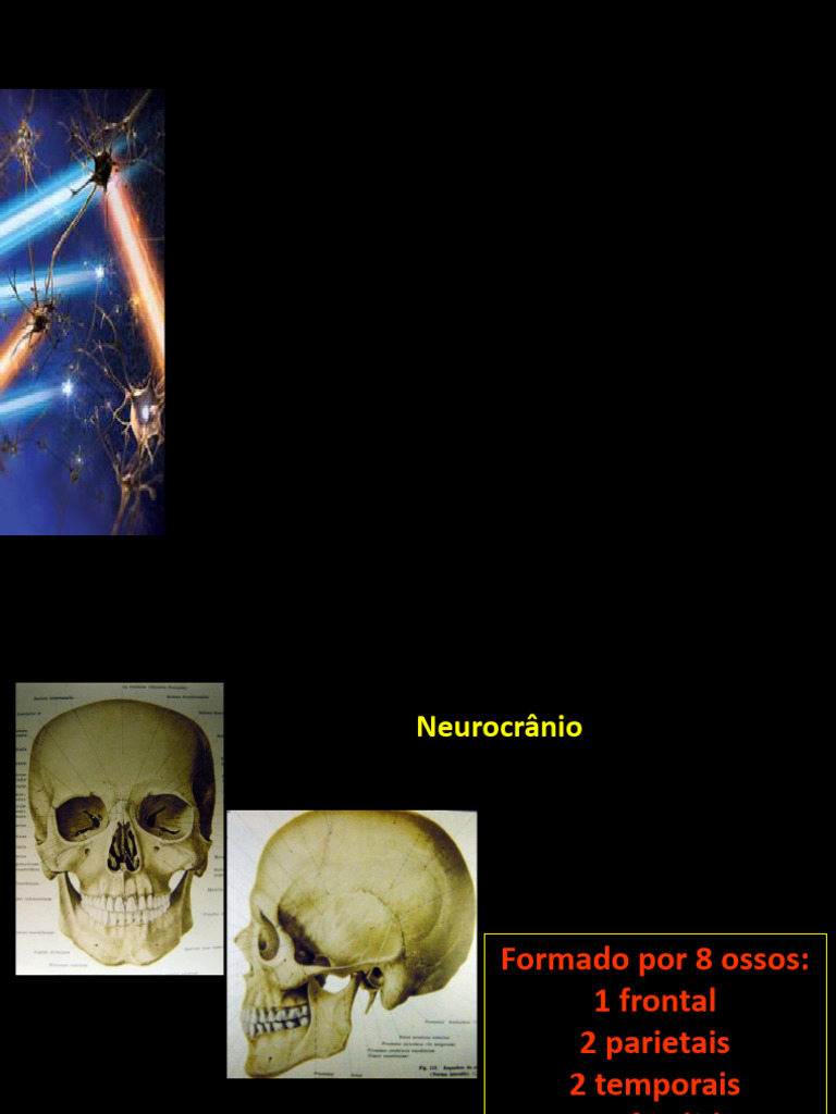 Aula 6 - Anatomia SNC | PDF | Cérebro | Sistema nervoso central