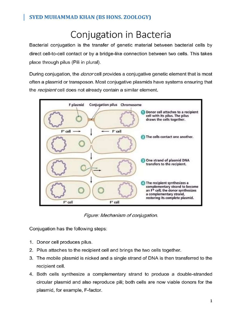 Conjugation in Bacteria 1 2048 | PDF