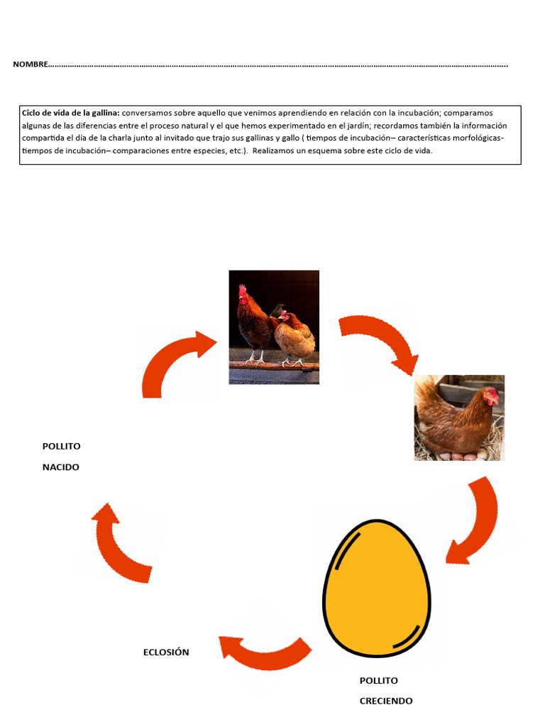 Ciclo de Vida de la Gallina para Niños | PDF