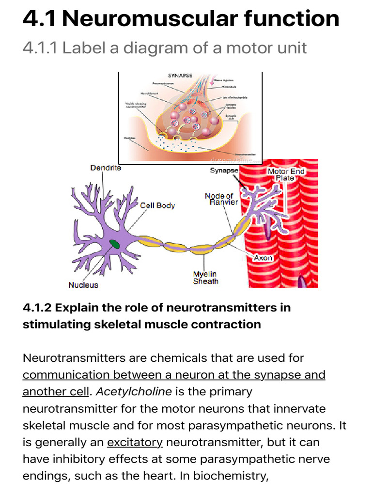 Topic 4: Movement Analysis - IB | PDF | Force | Muscle Contraction