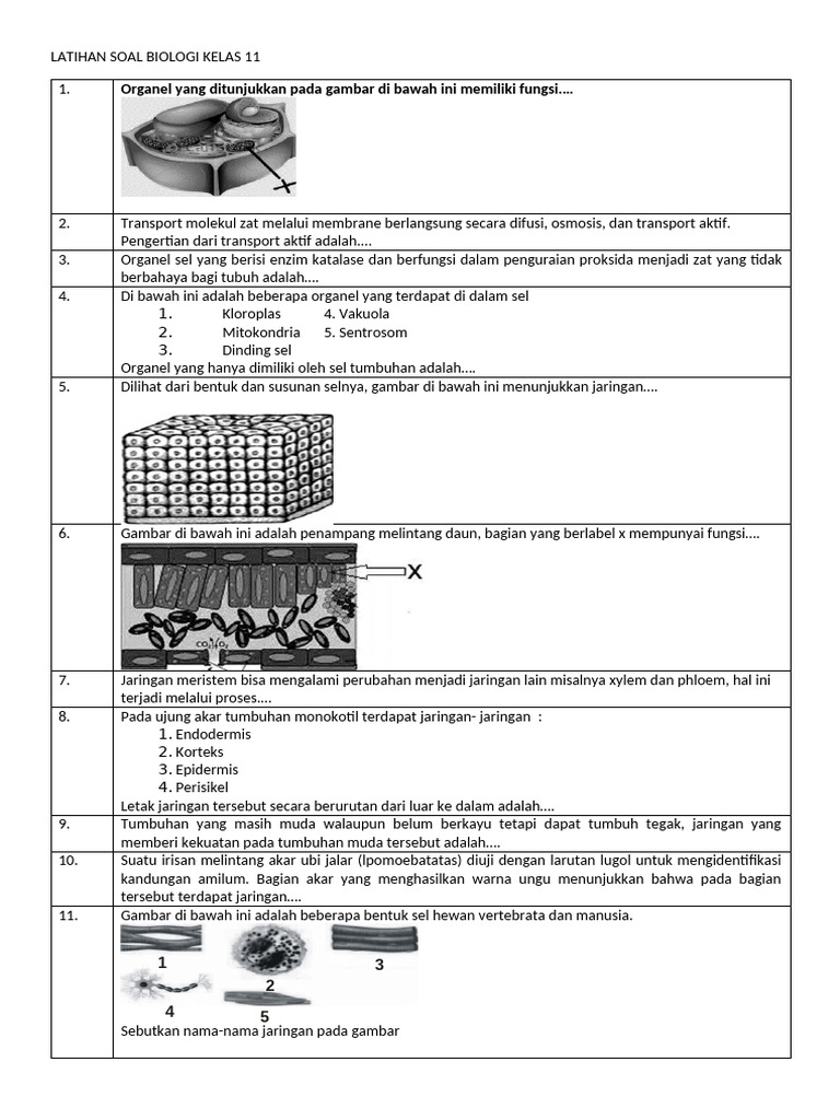 Latihan Soal Biologi Kelas 11 Asas | PDF