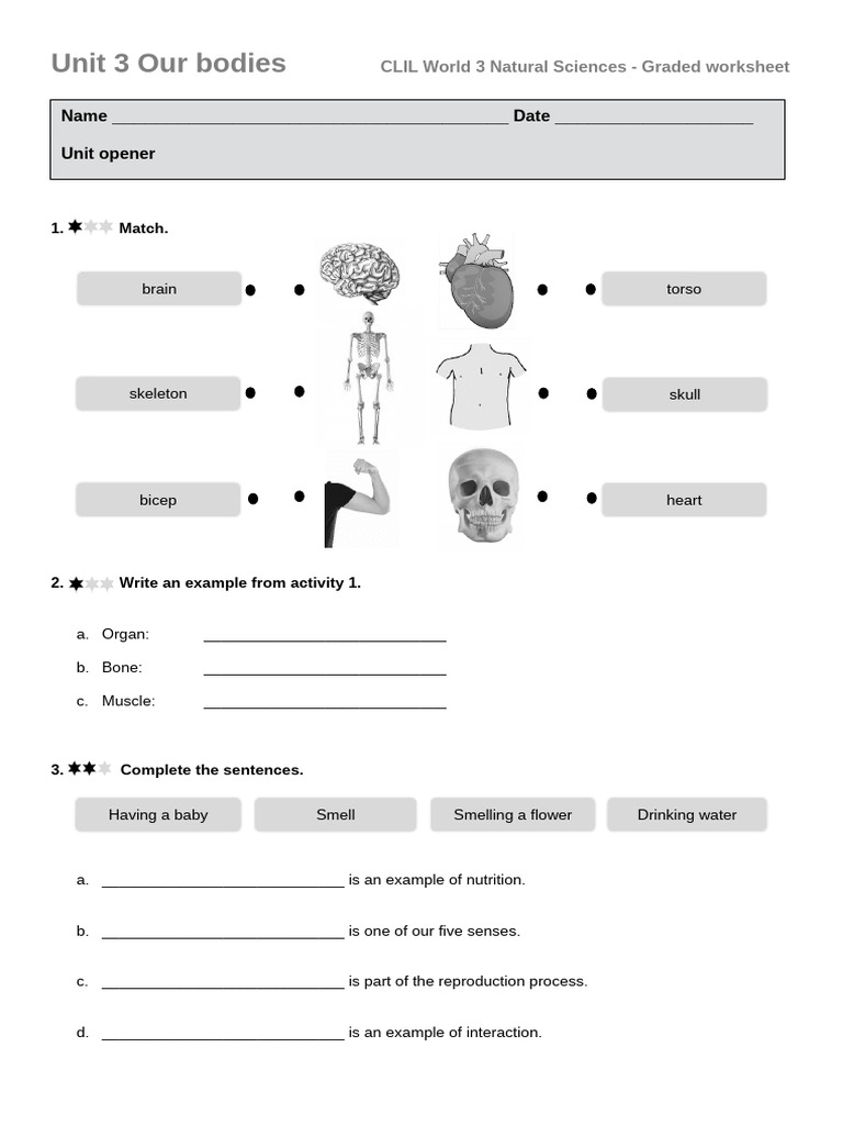 Our Bodies Grad Worksheet | PDF | Human Body | Blood