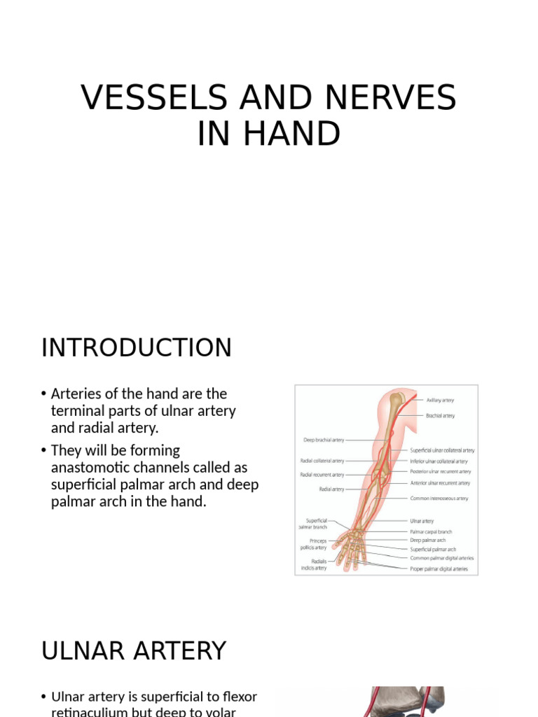 Vessels and Nerves in Hand | PDF | Hand | Thumb
