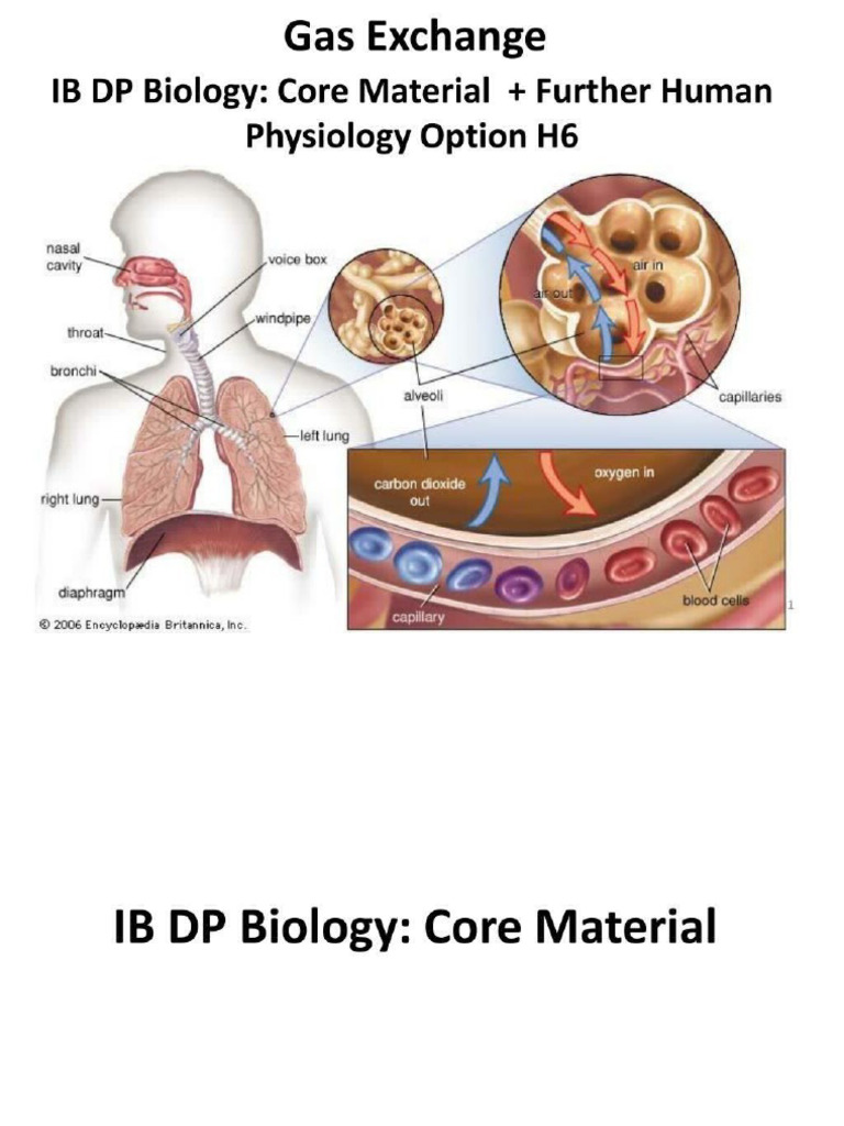 Gas Exchange - Ib HL | PDF