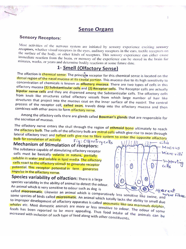 Sense Organ | PDF